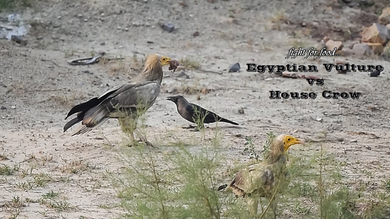 Fight for Food......Egyptian Vulture vs House Crow # Birds - YouTube