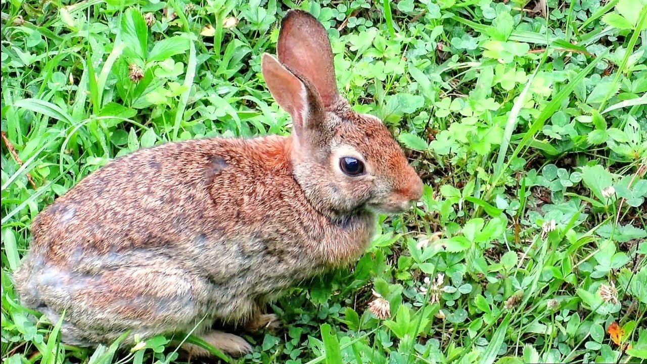 Wild Rabbits Enjoy Breakfast - YouTube