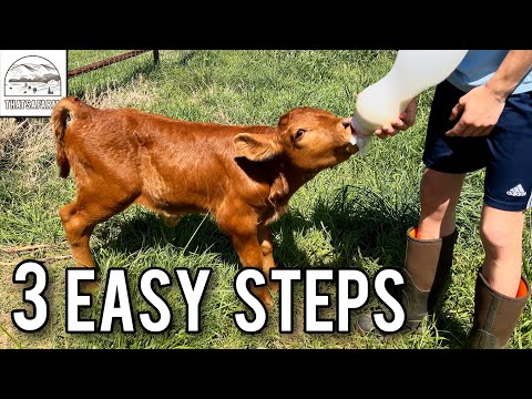 How To Bottle Feed A Calf (In 3 Easy Steps)