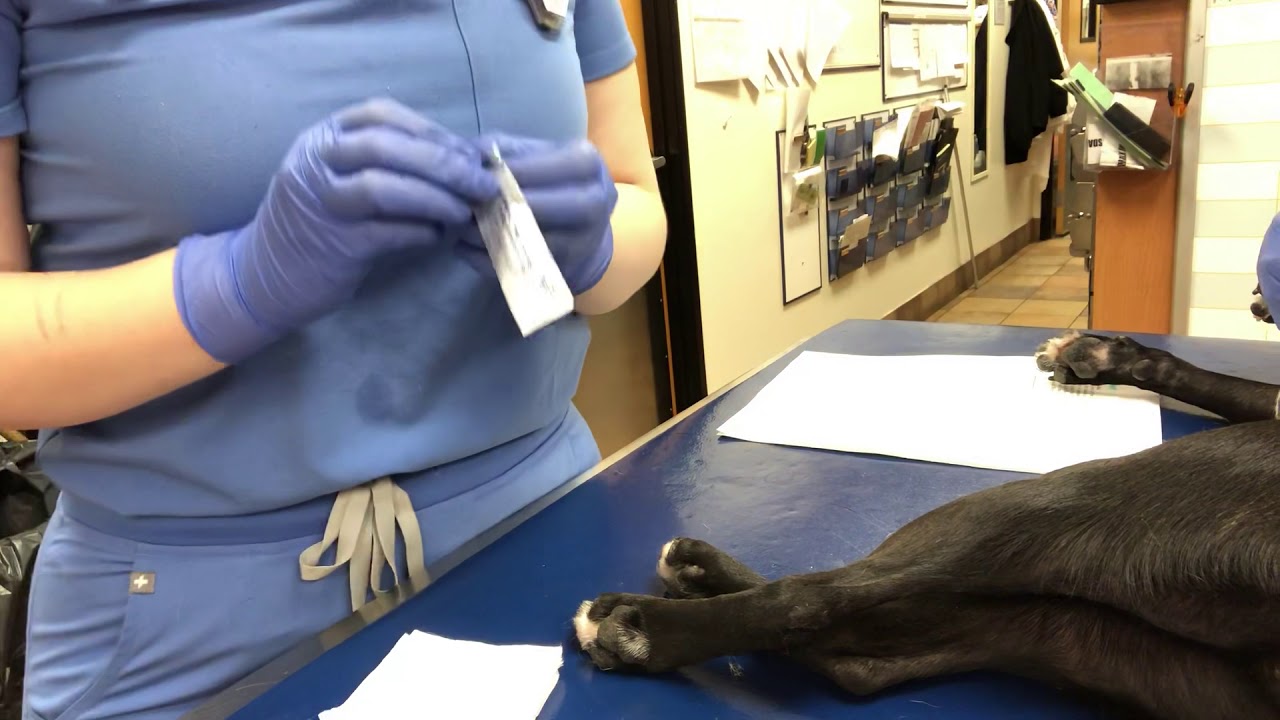 Performing A Skin Scrape - YouTube