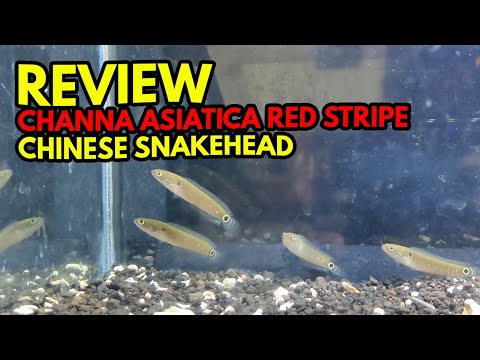 REVIEW CHANNA ASIATICA RED STRIPE PURE - YouTube