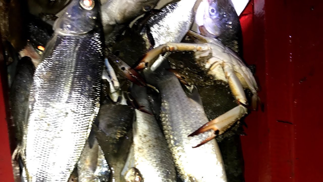 Nakakuha napud mi ug amigo ug Daghan lambay crabs, mao naman ni # ...