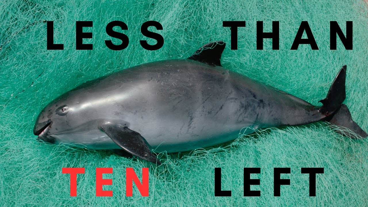 The Rarest Animal On Earth 8 Rarest Animals In The World