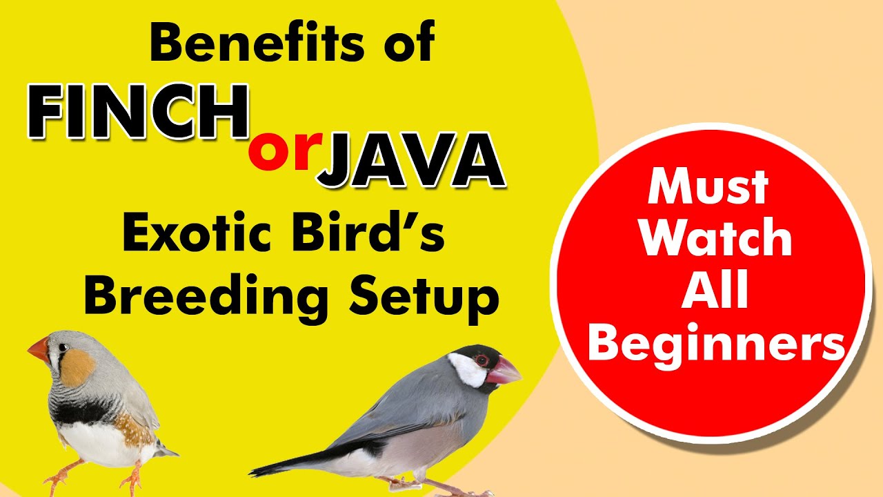 What is benefits of exotic birds finch and java breeding setup ? - YouTube
