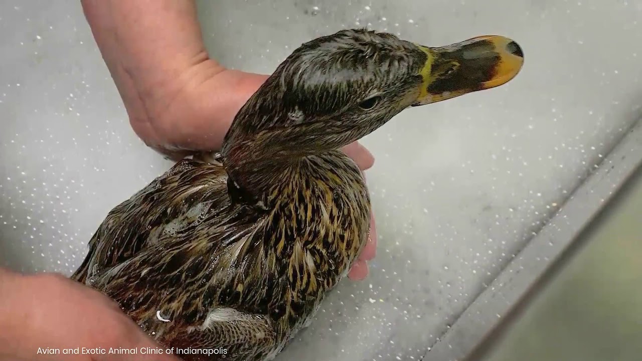 Ducks recovering after being covered in jet fuel - YouTube