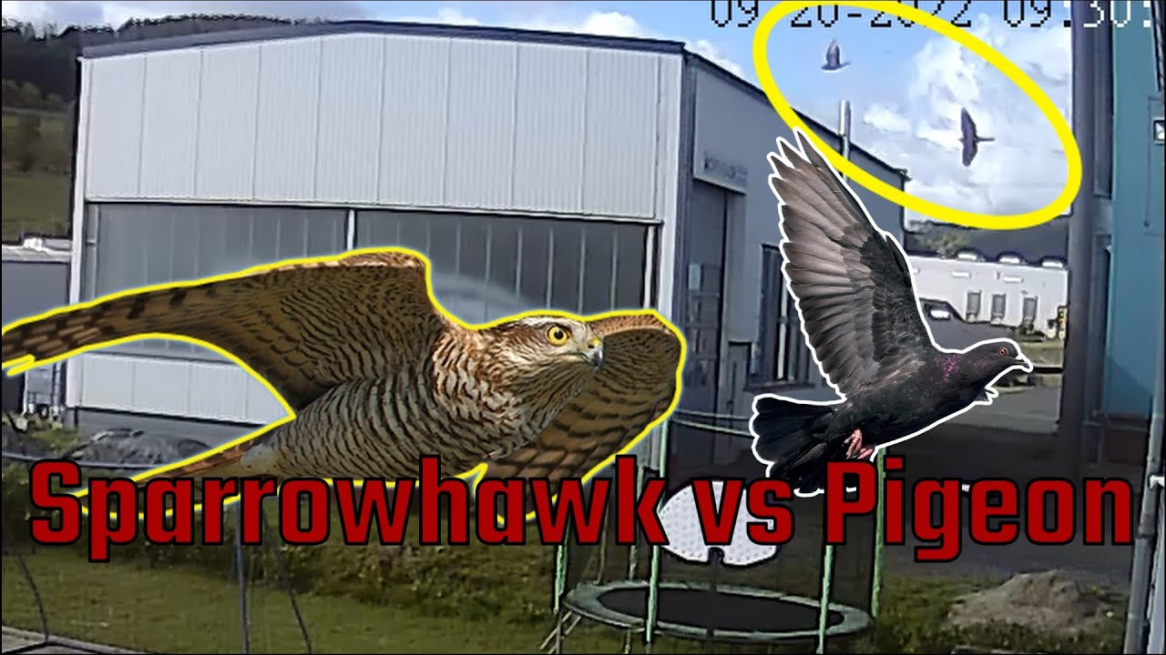 Sparrowhawk attack | Sparrowhawk vs. pigeon - YouTube