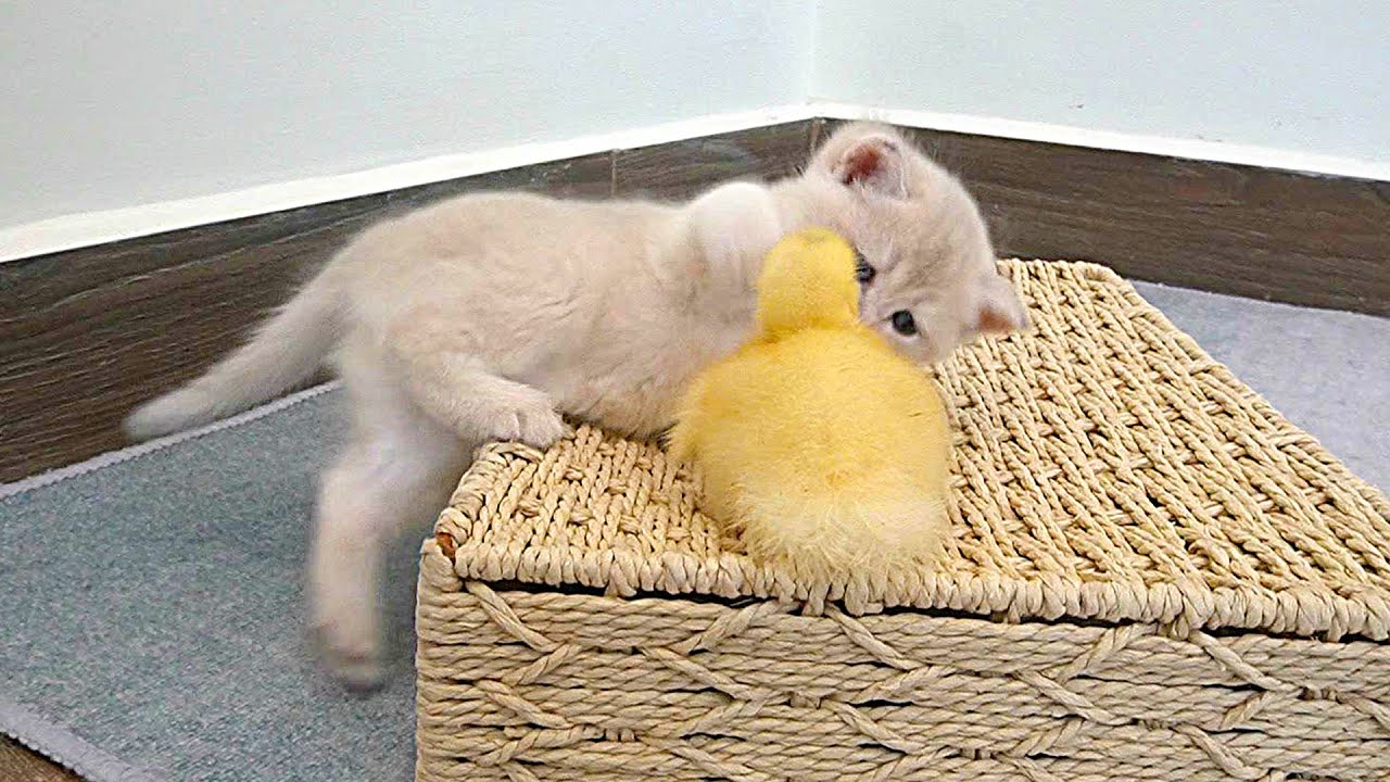 Kitten Mei jumps on the basket to play with duckling, but upon hearing ...