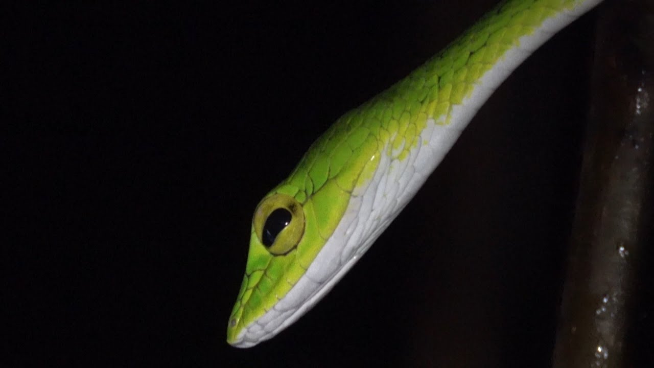 Singapore | Searching for snakes - YouTube