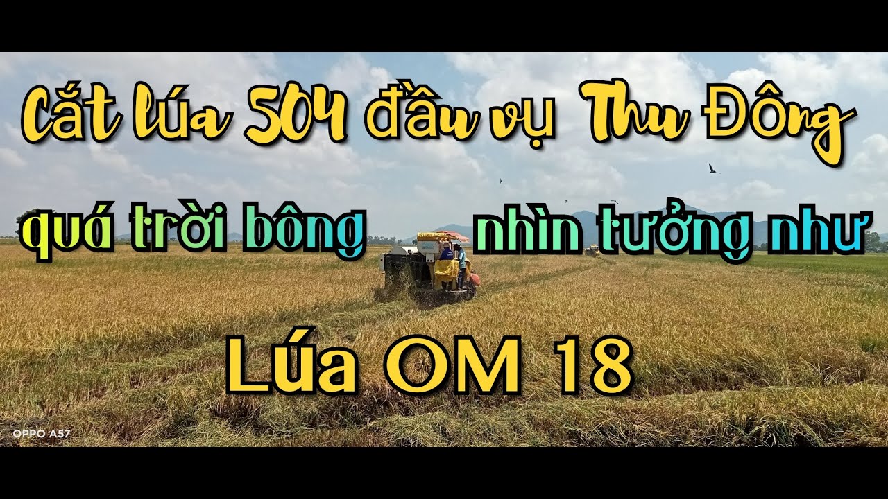 Cắt lúa 504 bóng như lúa OM 18 | Nông Dân Miền Tây. - YouTube