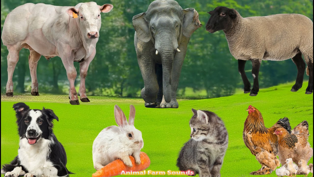 Farm Animal Habitat: Horse, Chicken, Goat, Duck, Cow, Dog, Pig, Sheep ...