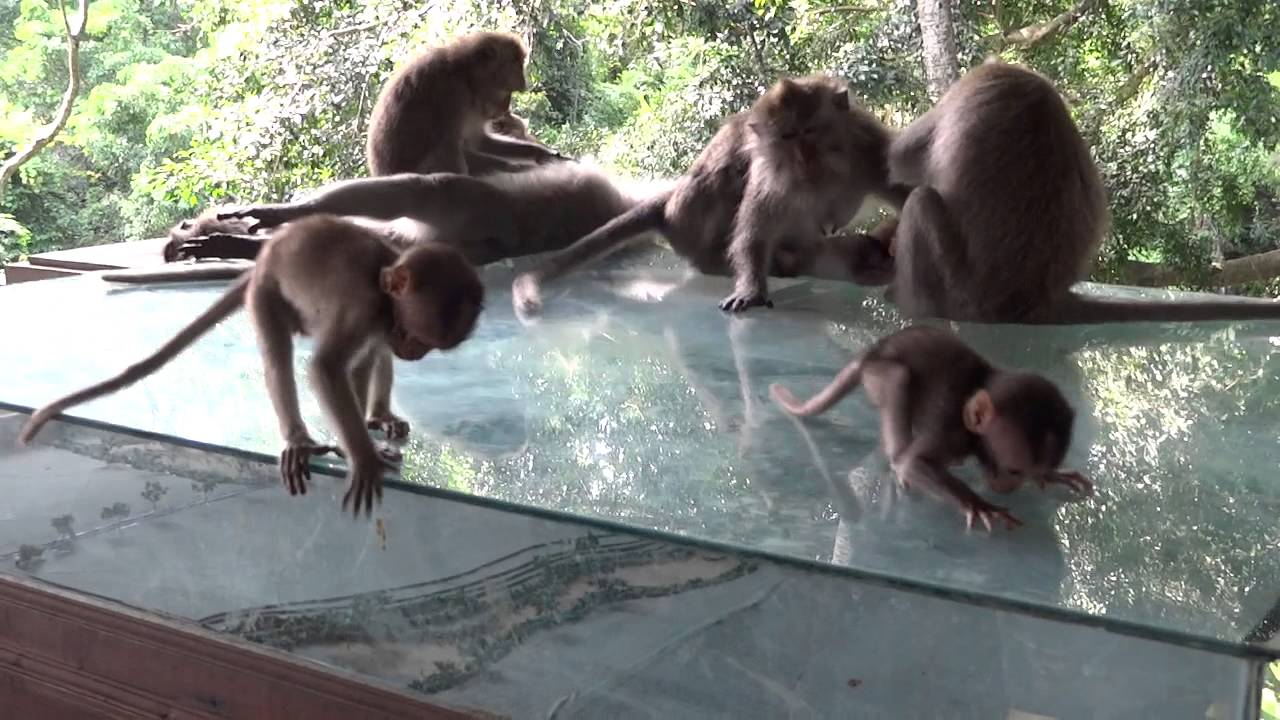 Baby Affen - Monkey Forest Ubud Bali - YouTube