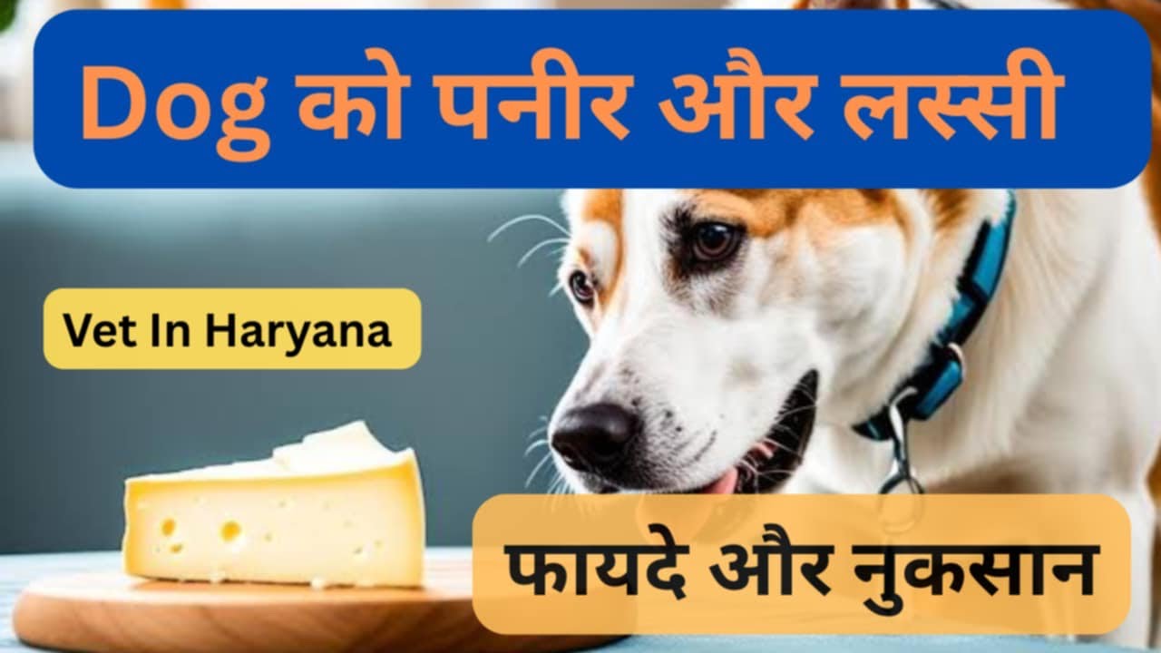 Benefits Of Feeding Paneer And Lassi To Dogs | When And How To Give It ...