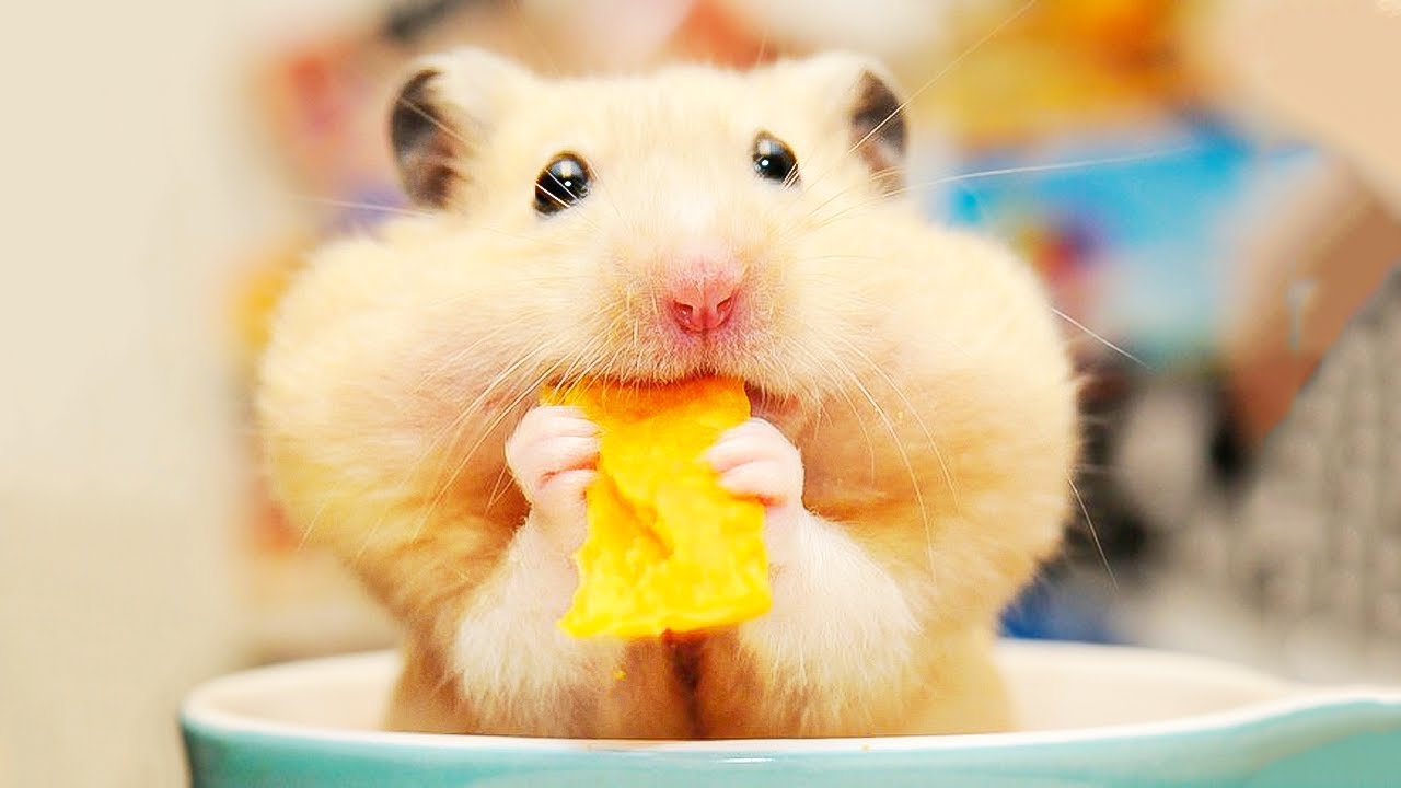 Best Animal Clips #12 | Cutest & Funniest Animal Moments - YouTube