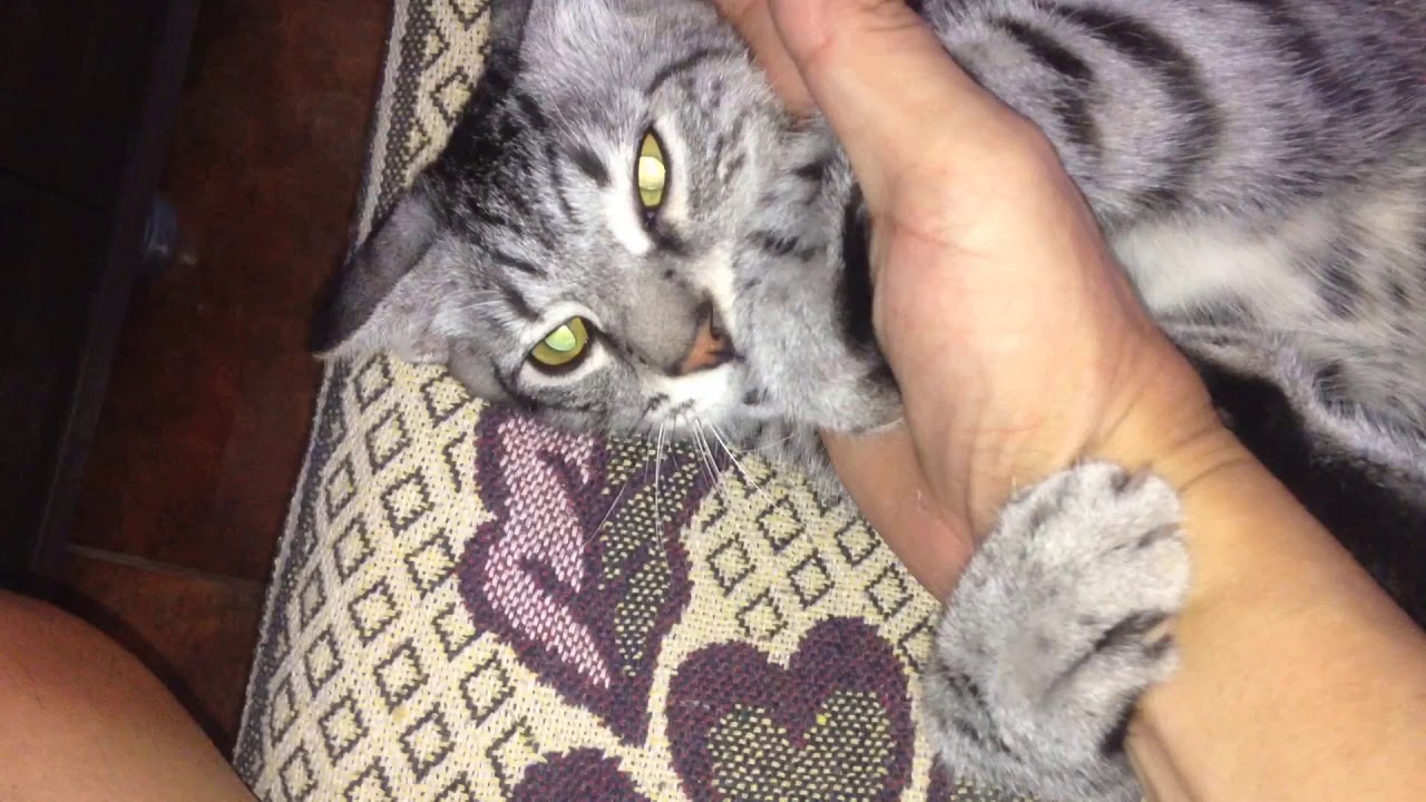 Worst cat EVER bites and screams Lets see who will win this battle to K ...