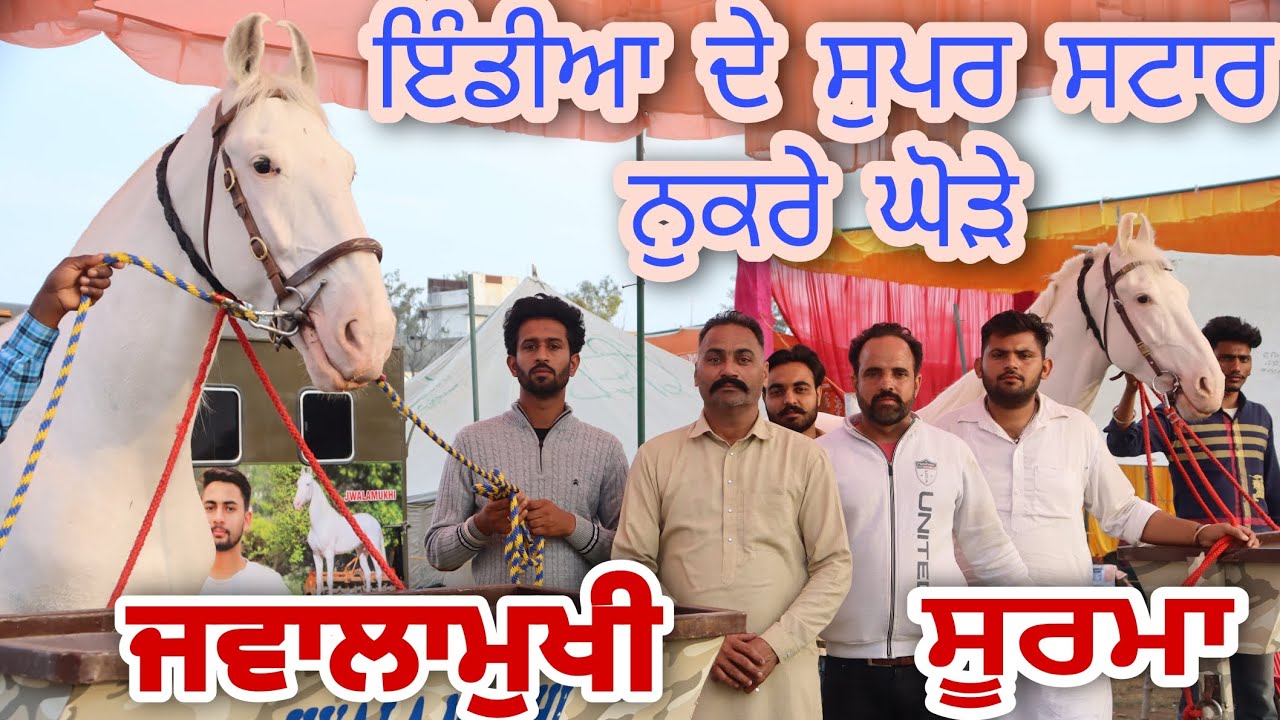 Super Star Stallion Jawalamukhi /Stallion Soorma Gulzar line / Diljosh ...