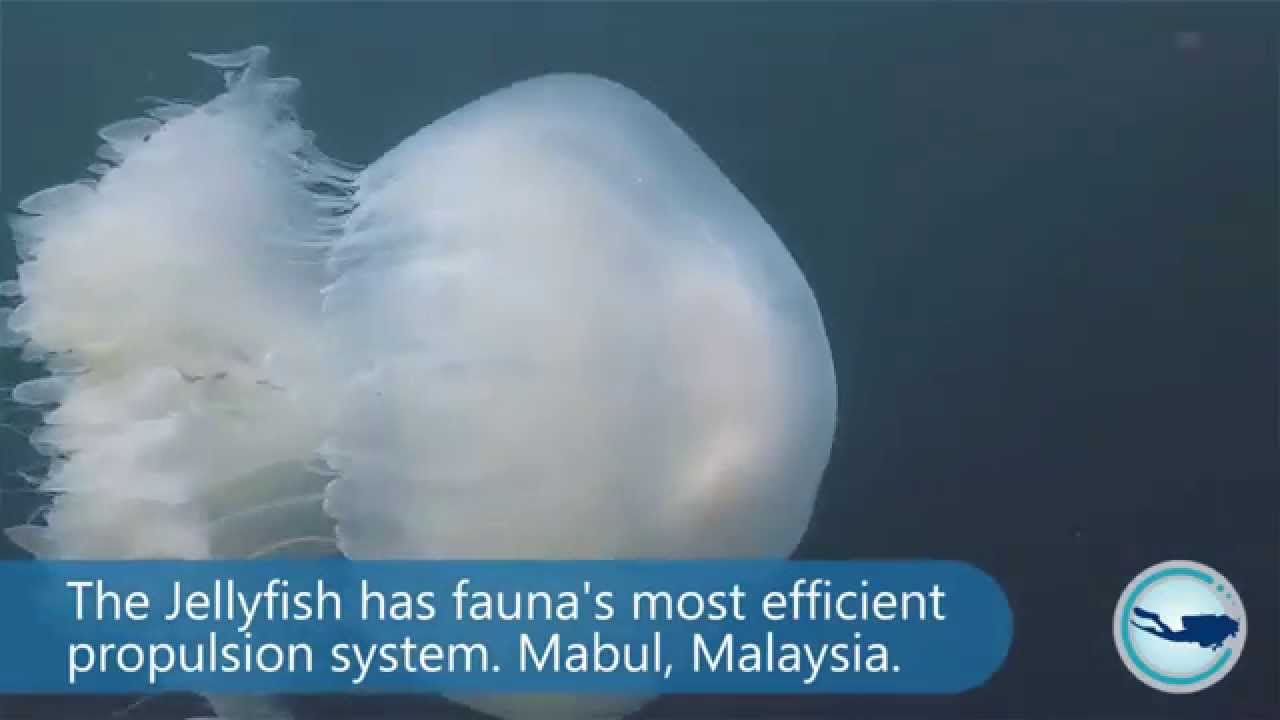 Jellyfish - they invented efficient propulsion. Mabul Malaysia. - YouTube