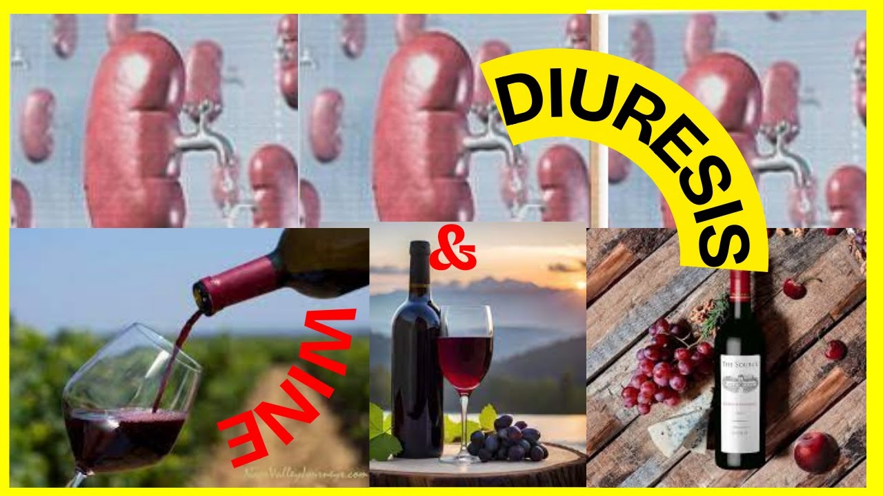 Wine And Diuresis Youtube