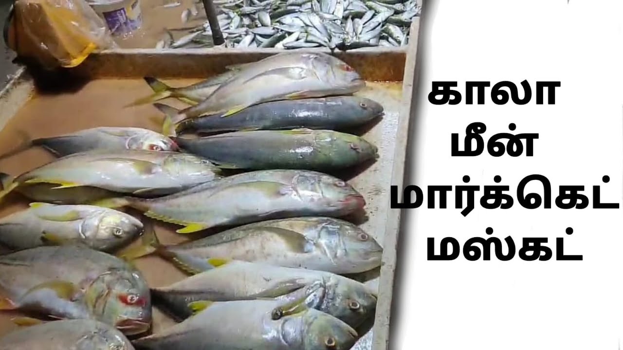Ghala fish market in Muscat #oman #sea food #fish market - YouTube