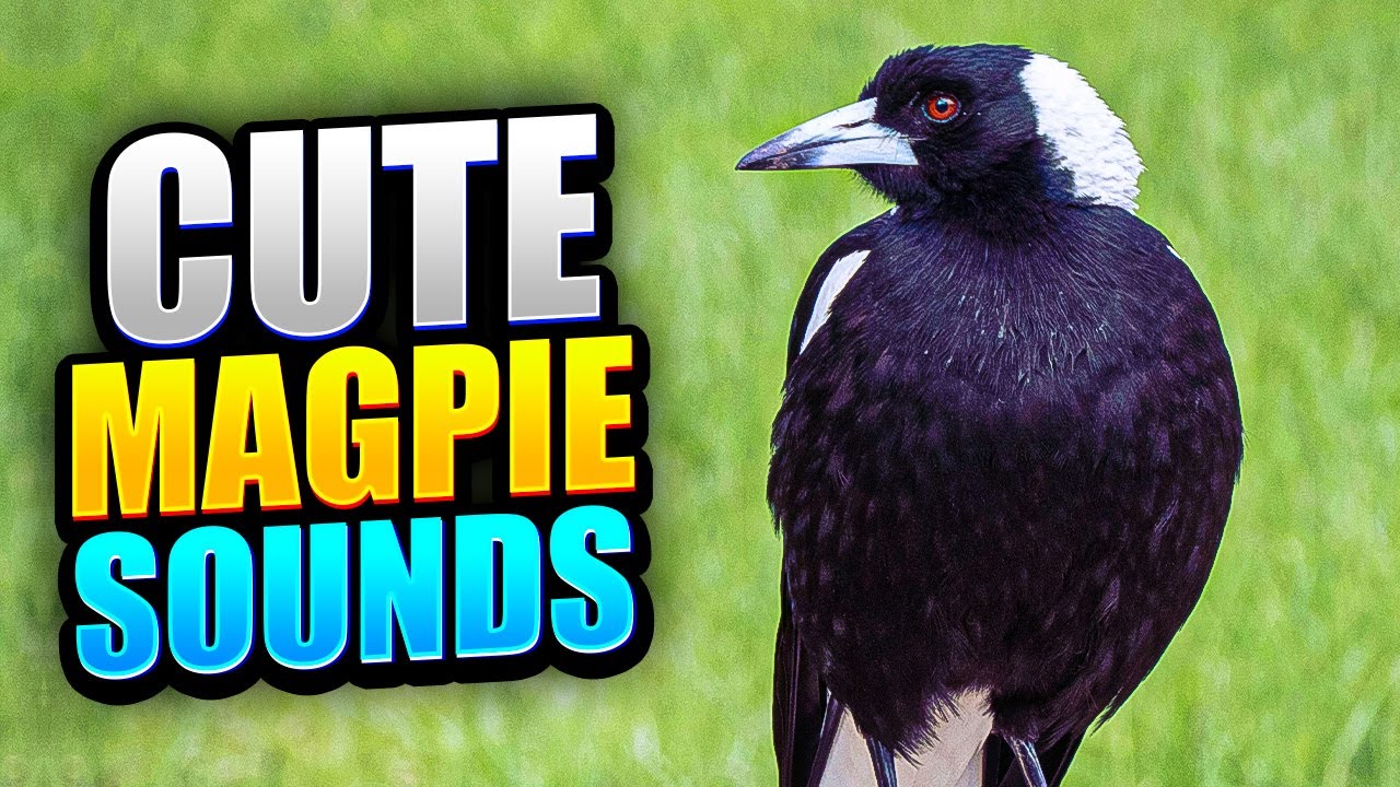 Australian Magpie Makes Wide Range Of Sounds - YouTube