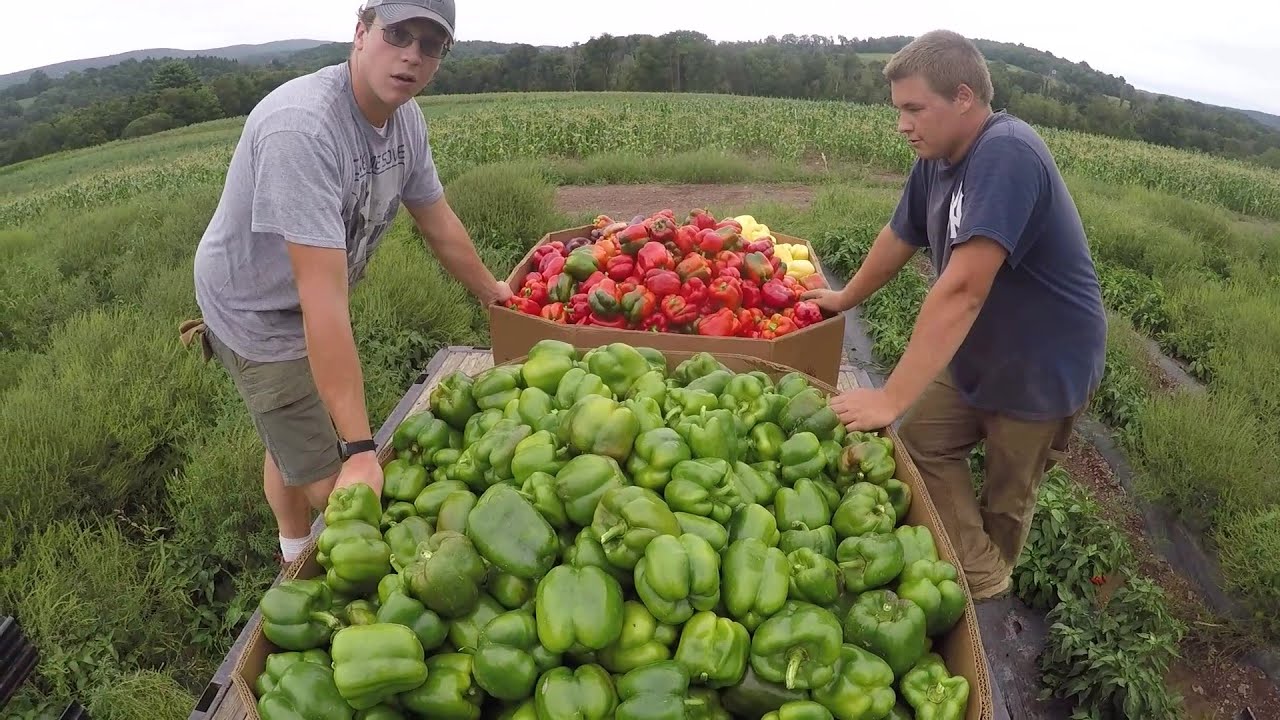 THIS HARVEST WAS AMAZING - YouTube