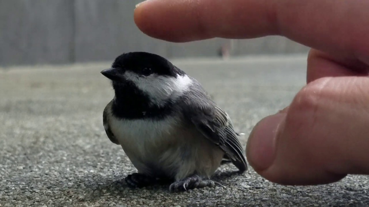 Cute Birdie - YouTube