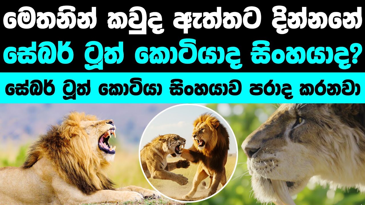 සේබර්ටූත් කොටියා සහ සිංහයා අතර සටනකින් කවුරු දිනයිද? | Sabertooth Tiger ...