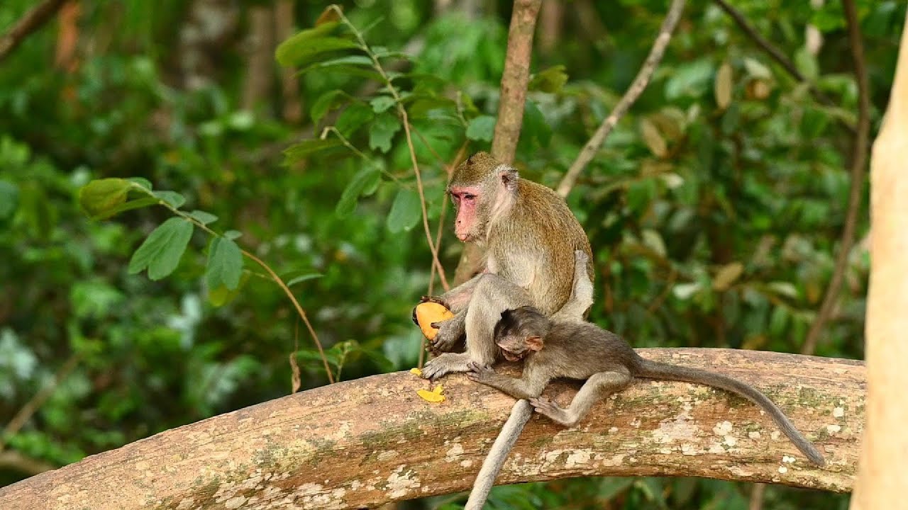 baby monkey snatches food from master 389 #Monkeys - YouTube
