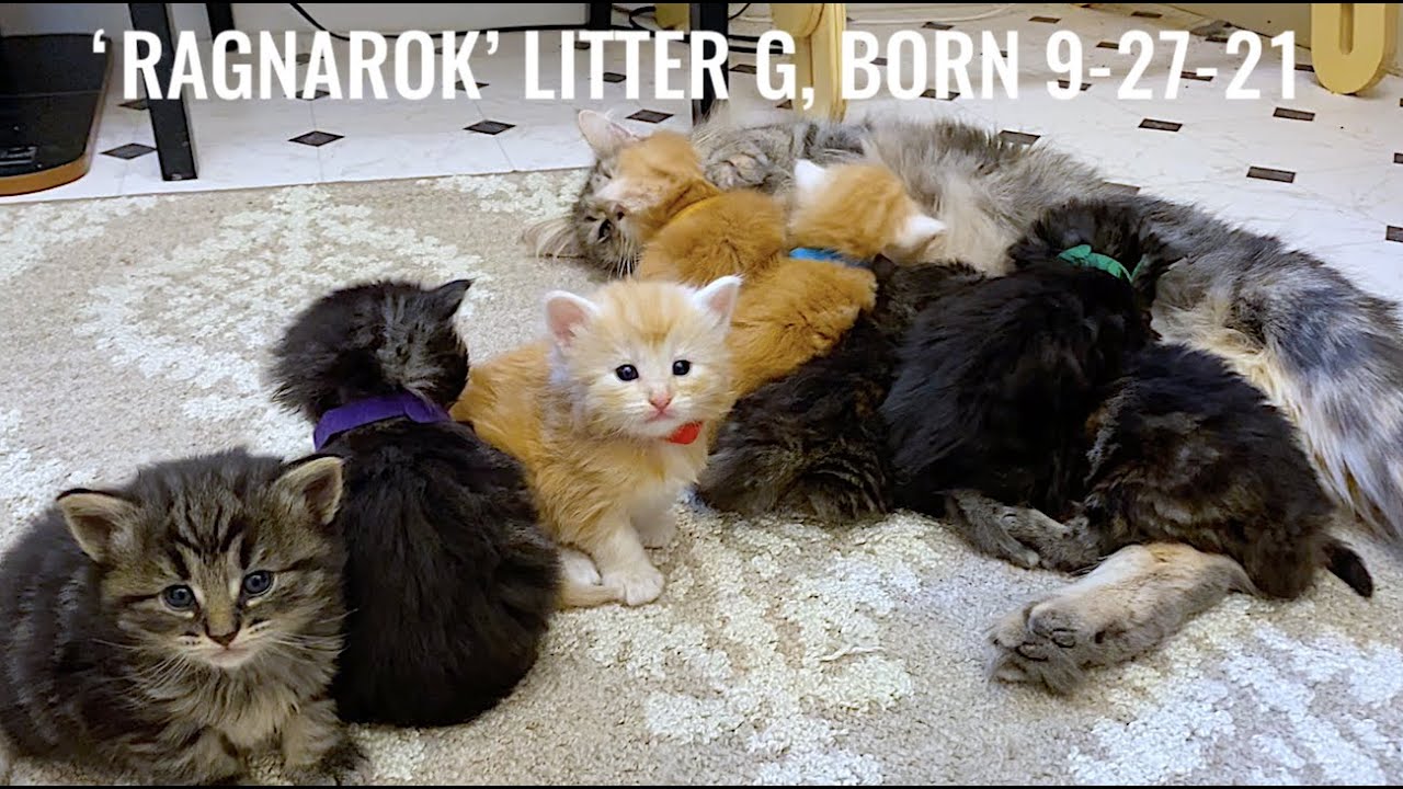 SKOGBERG CATTERY | NORWEGIAN FOREST CATS. Meet Our 'Ragnarok' Litter G ...