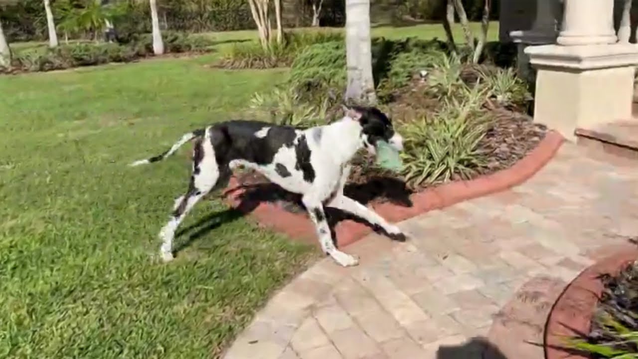 Great Dane does a fantastic job delivering the newspaper - YouTube