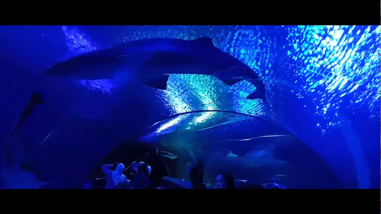 Aquaria KLCC - YouTube