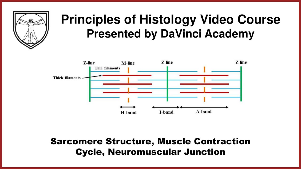 Sarcomere Structure Skeletal Muscle Contraction | Concise Medical