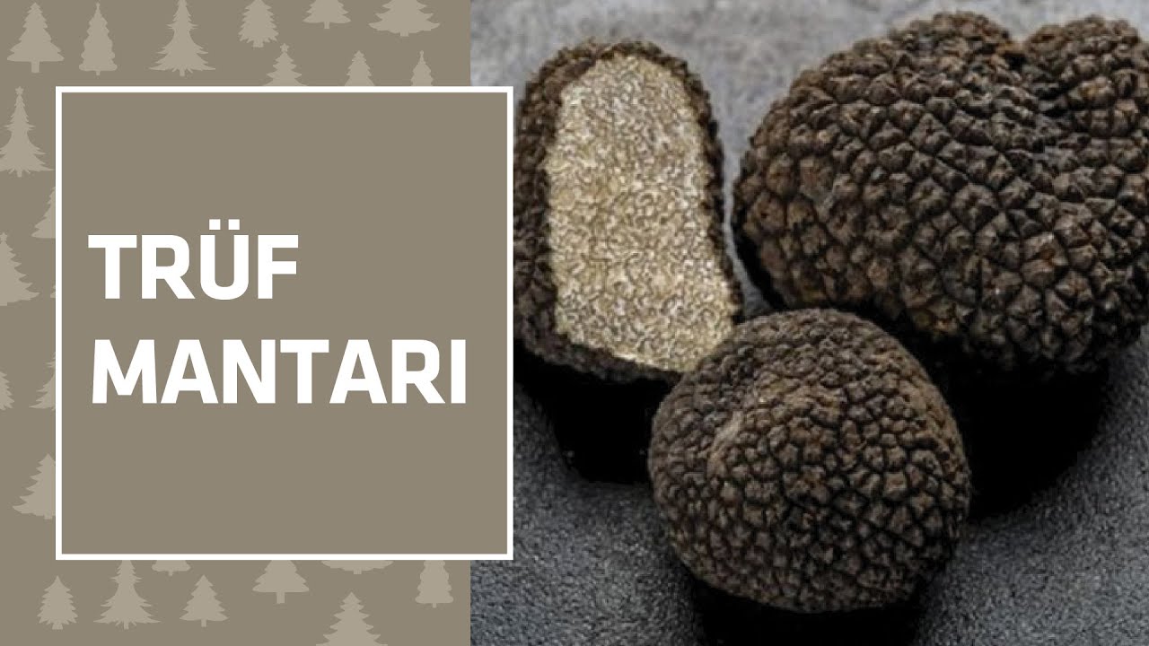 TRÜF MANTARI - YouTube