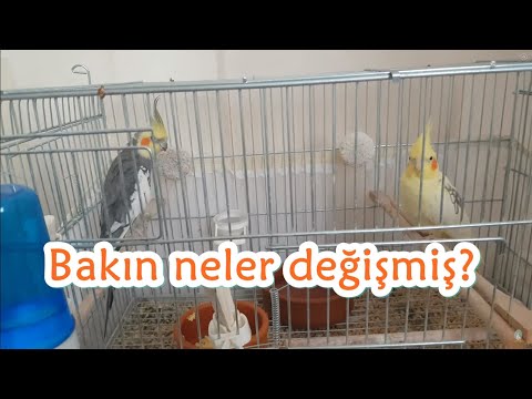 Misafirlikteyken Çekidüzen Verdiğim Çiftin Son Durumu | TÜY DEĞİŞTİRME
