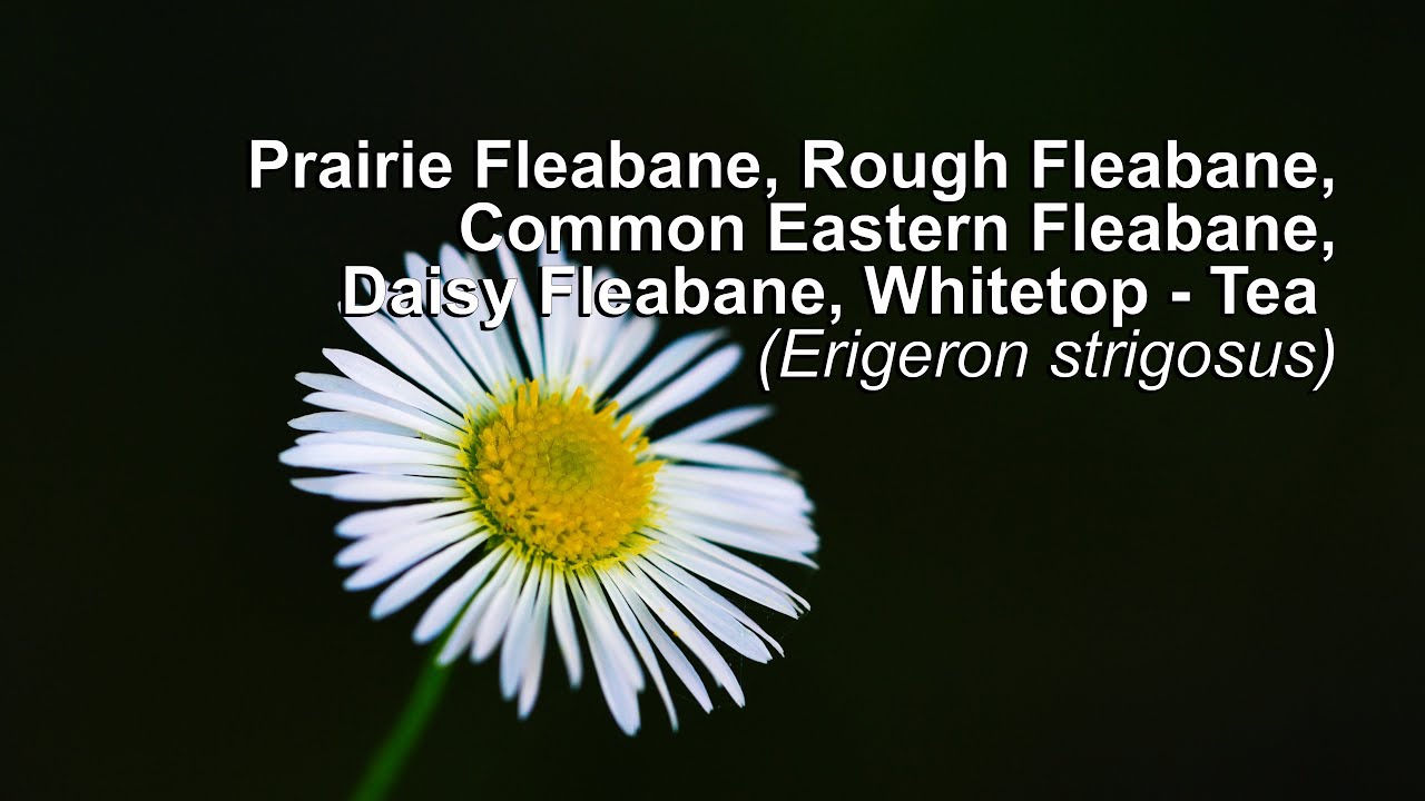 Prairie Fleabane, Rough Fleabane, Common Eastern Fleabane (Erigeron ...