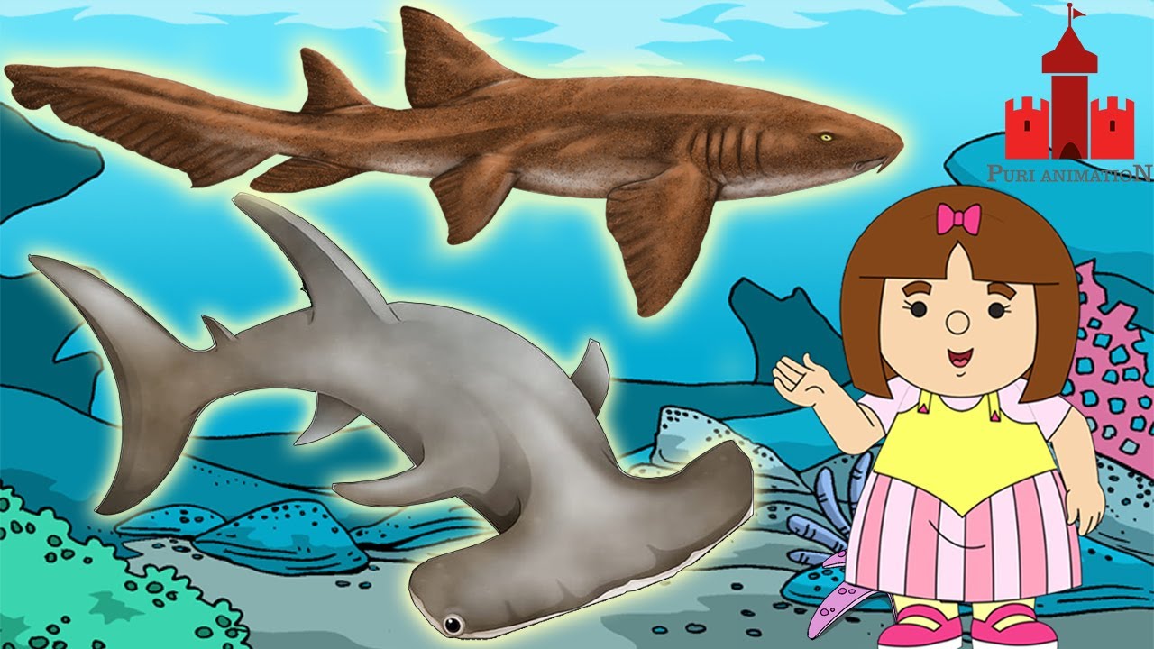Mengenal Jenis Ikan Hiu | Puri Animation - YouTube