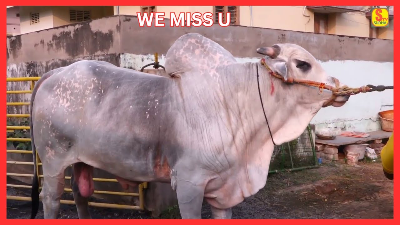 సింహా ఇంక మనకు లేడు .. || WE MISS U SIMHA || RK BULLS || - YouTube