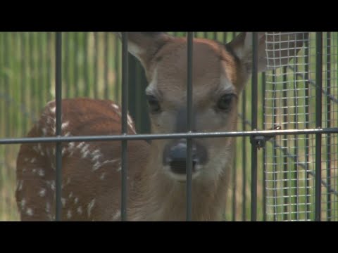 Most Buffalo: 'Fuzzy Fawn Wildlife Rescue' - YouTube