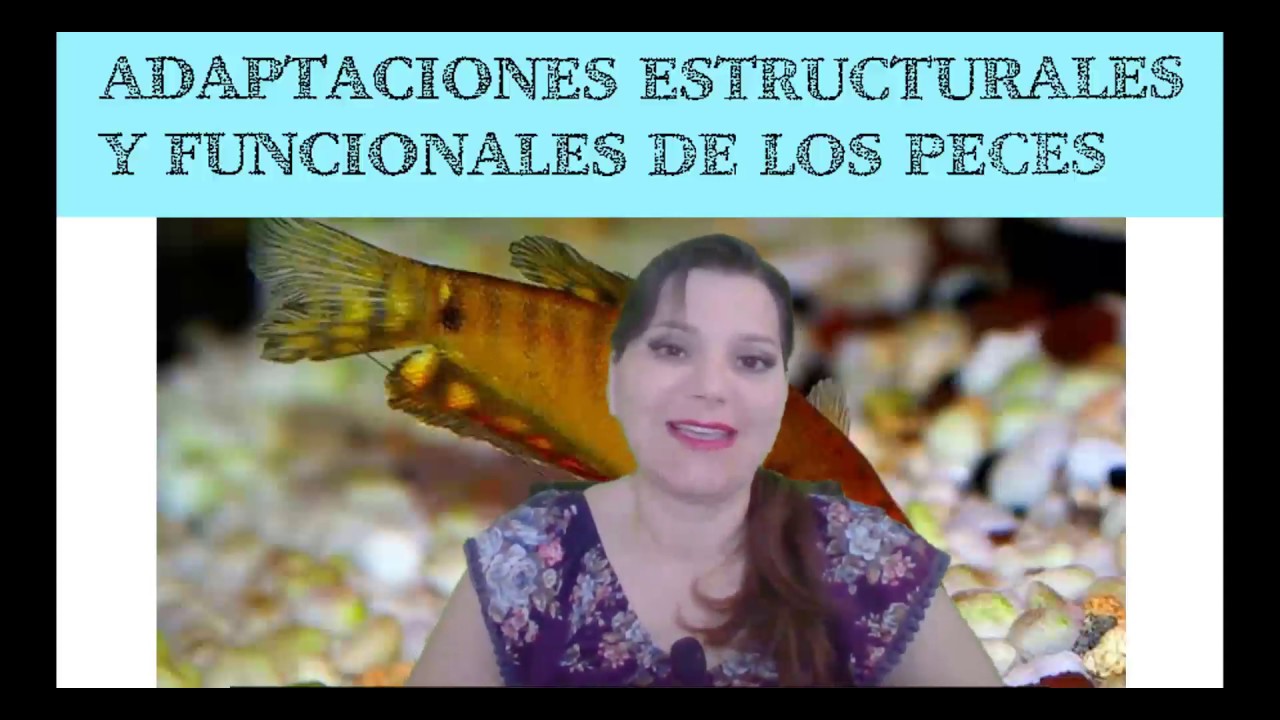Adaptaciones Funcionales y Estructurales de los Peces - YouTube