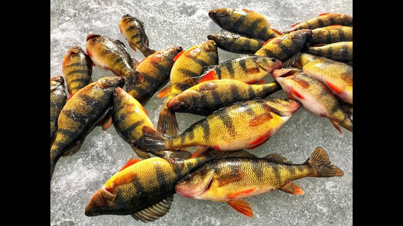 Jigging For Jumbos | Mississippi Backwaters 2018 - YouTube