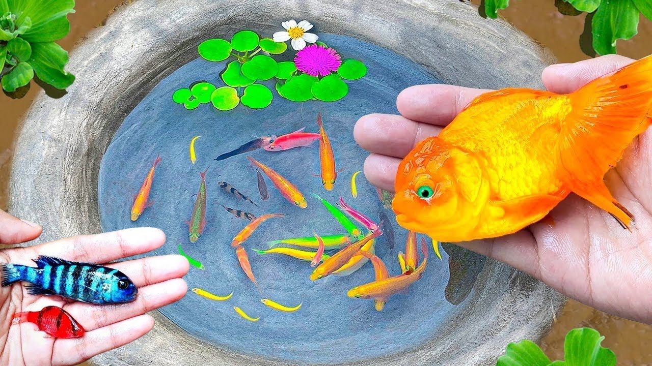 Amazing Catch Strange fish, Colorful Fish, Goldfish, Finds Toys And ...
