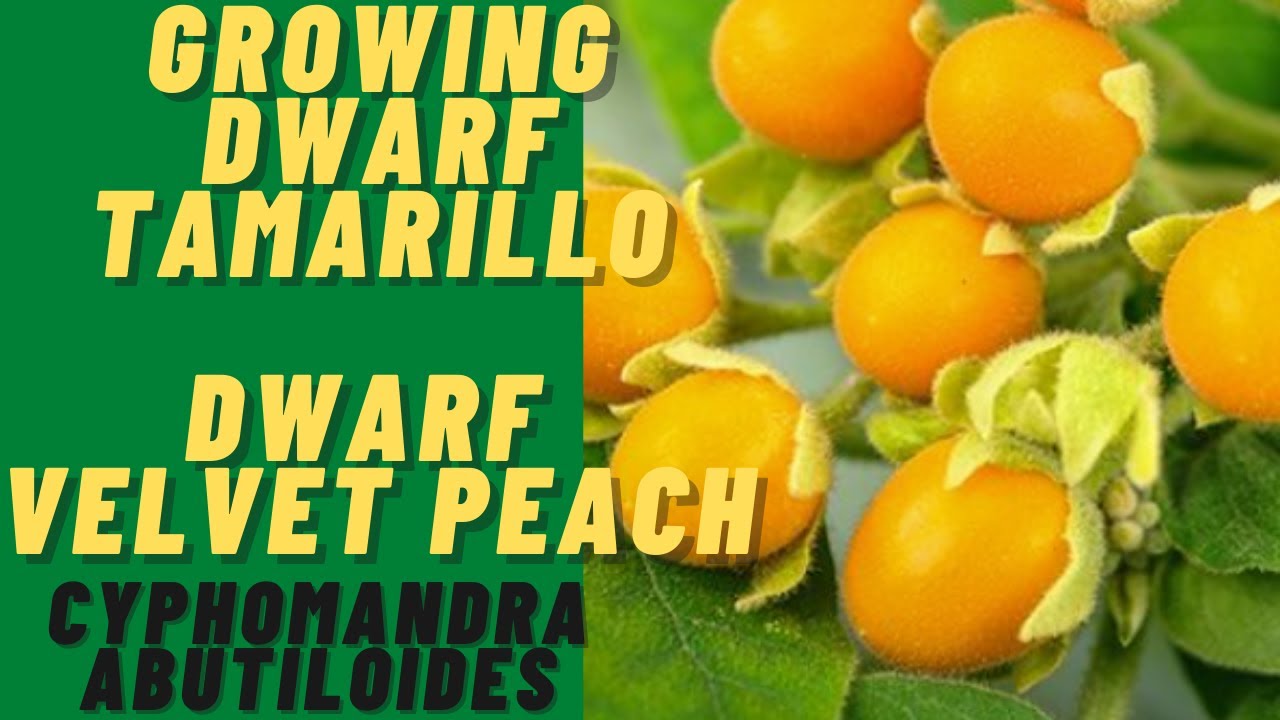Growing Dwarf Tamarillo Dwarf Velvet Peach Cyphomandra abutiloides In ...