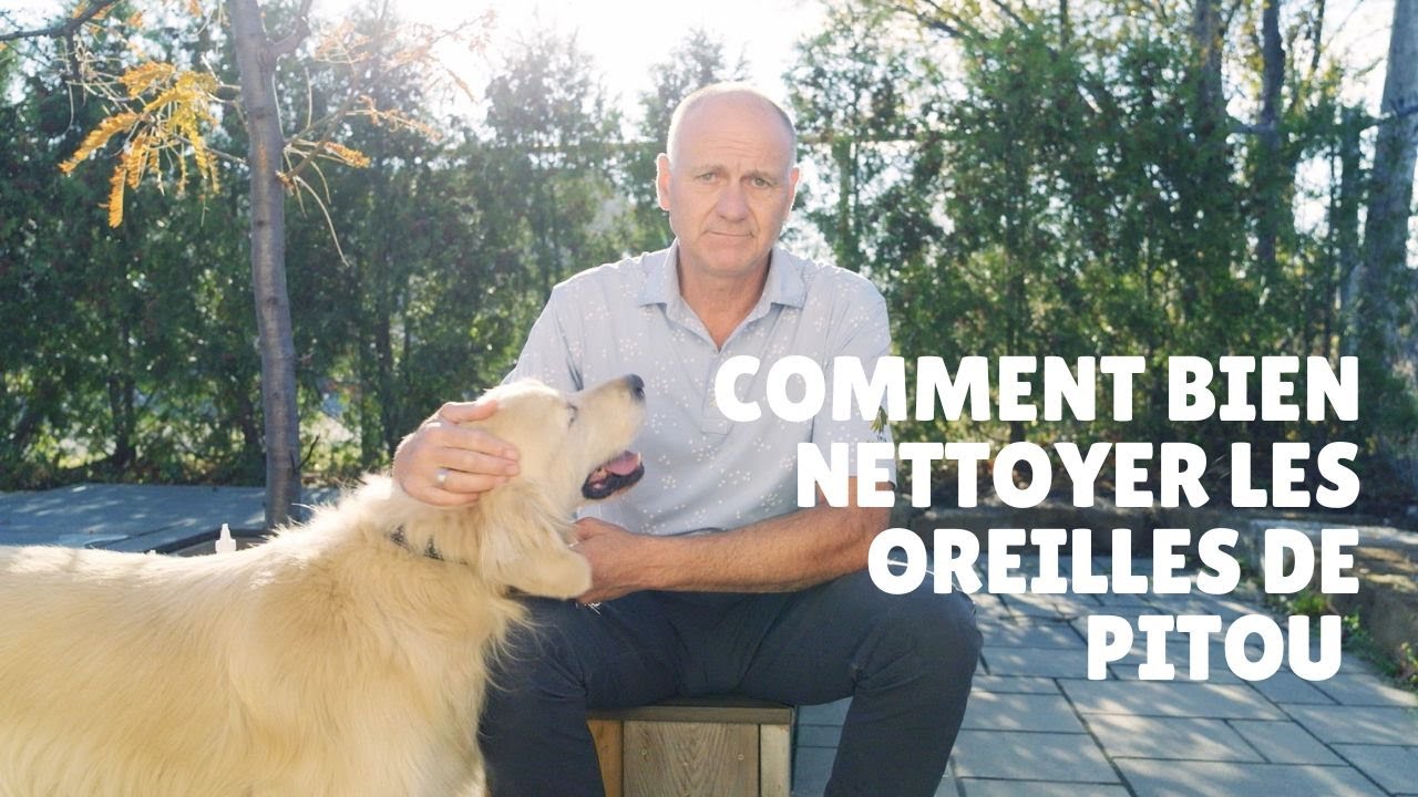 Comment bien nettoyer les oreilles d'un chien : le conseil du Dr ...