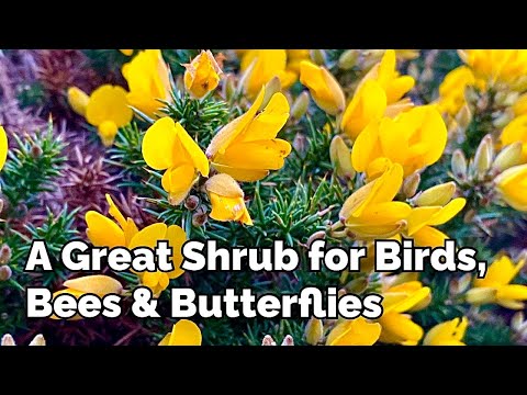 Gorse - A Great Shrub for Wildlife