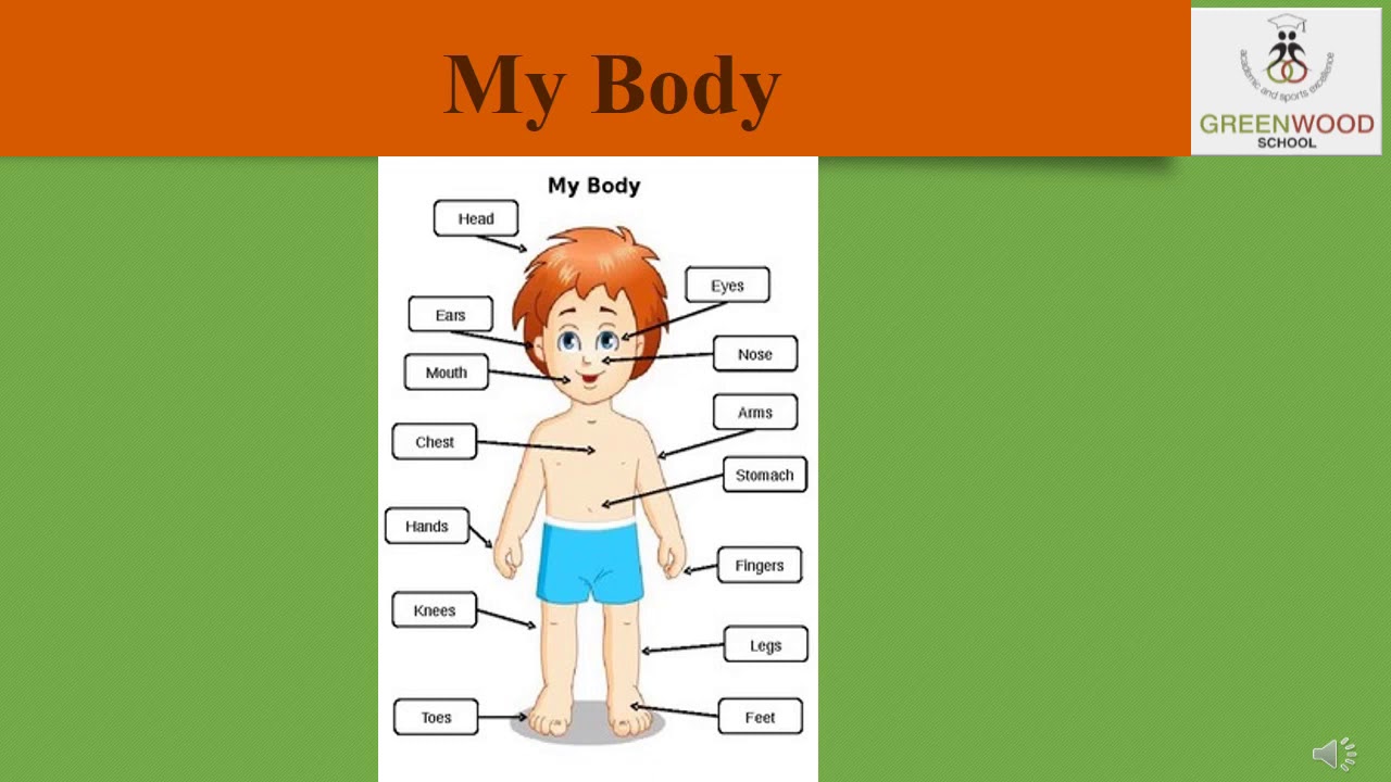 Class 1st EVS BODY PARTS. - YouTube