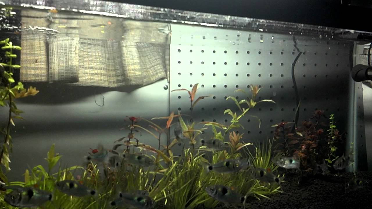 Bucktooth Tetra Feeding (Exodon Paradoxus) - YouTube