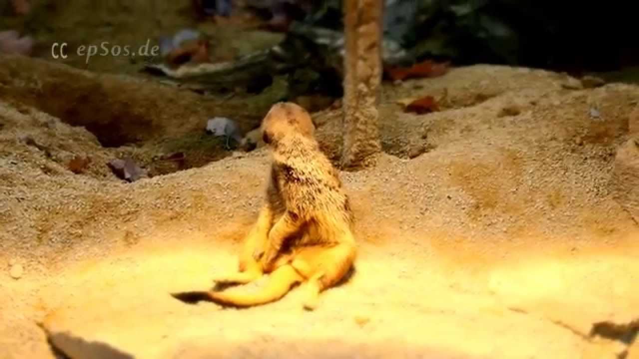 Cute Meerkat Grooming Fur in Africa - YouTube