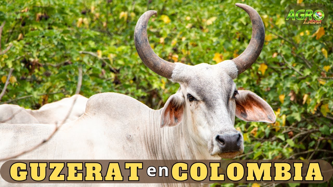 Raza Guzerat En Colombia Youtube