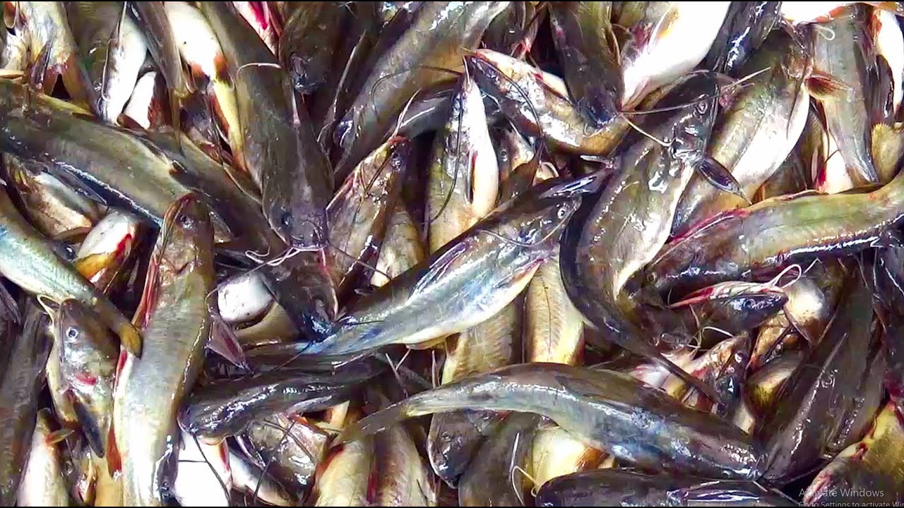 Big Tangra Fish | Fishing In The Market | Beautiful Natural Video ...