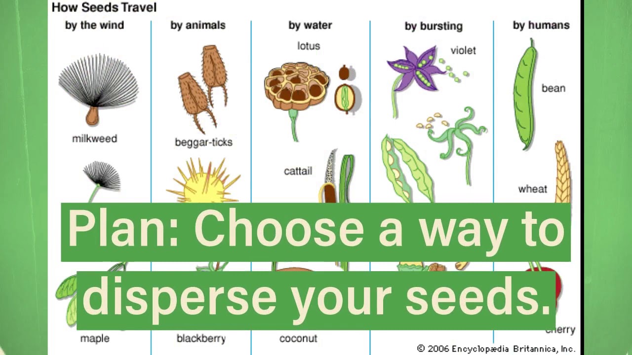 STEM Challenge Have Seeds Will Travel - YouTube