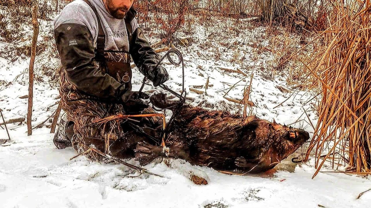 We caught a HUGE Beaver by the back Leg on this Lodge!!! - YouTube